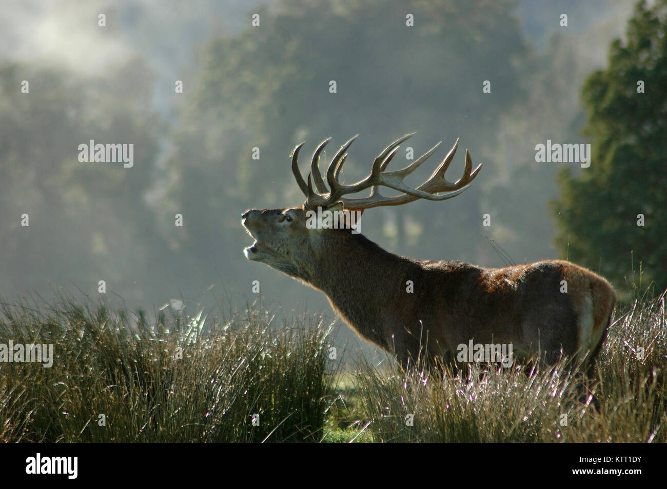 13 point red deer stag roaring in the morning fog, West Coast, South ...