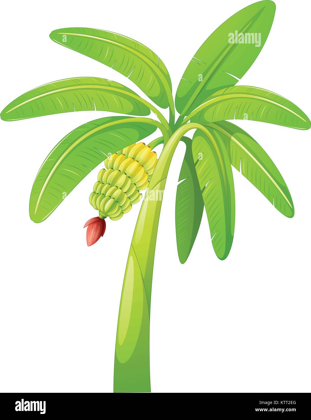 Banana Tree Background