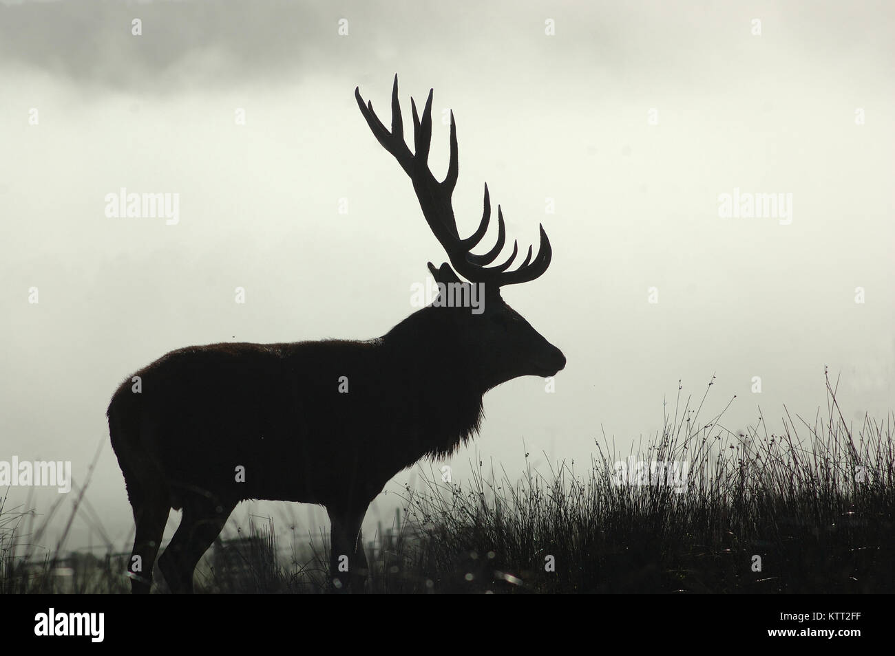 13 point red deer stag in morning fog, West Coast, South Island, New ...