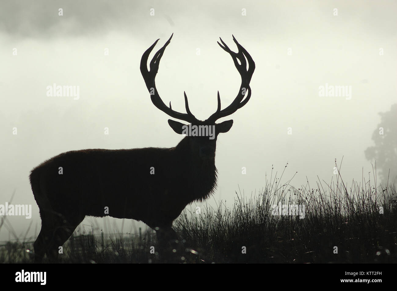 13 point red deer stag in morning fog, West Coast, South Island, New ...