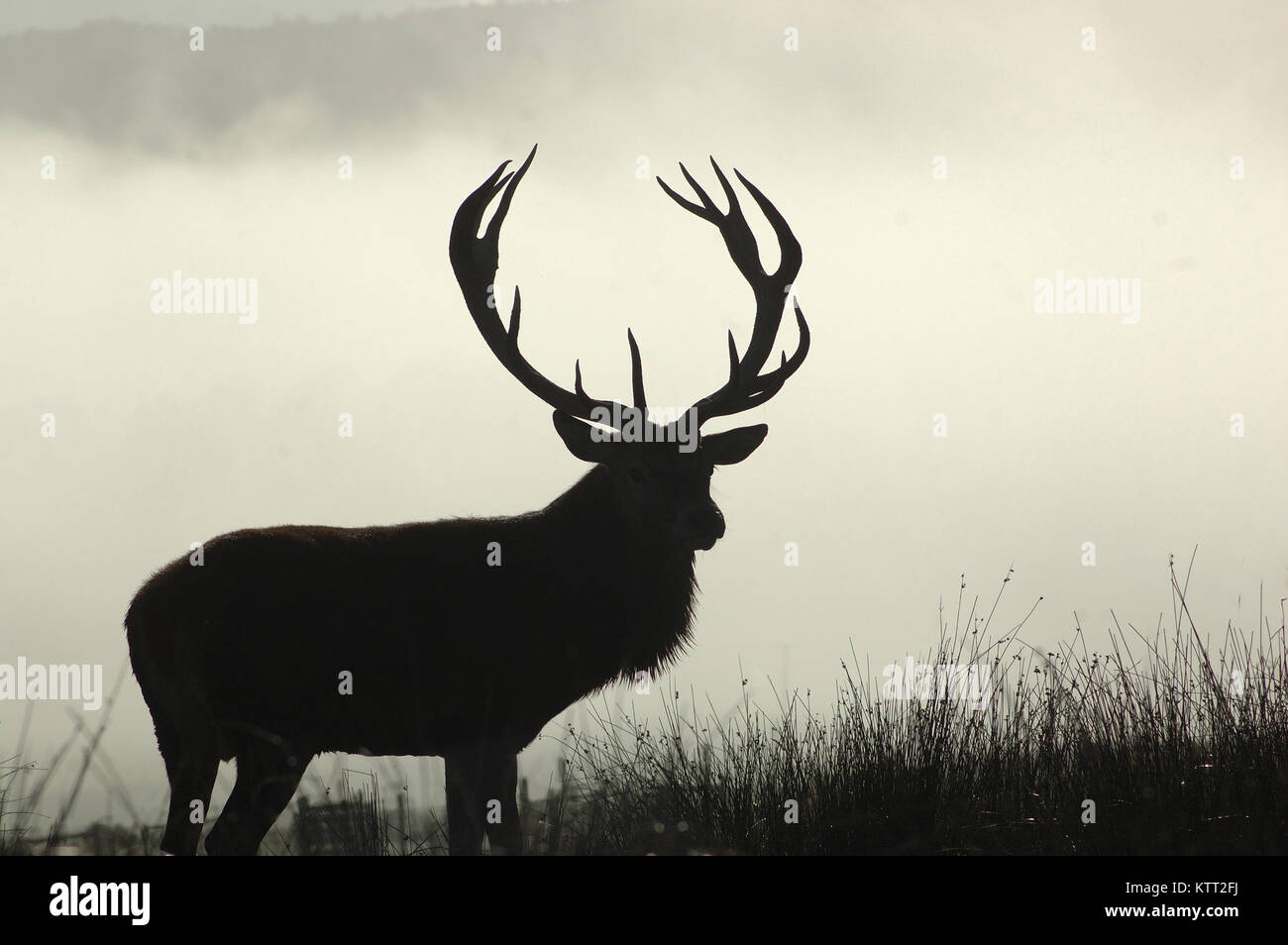 13 point red deer stag in morning fog, West Coast, South Island, New ...