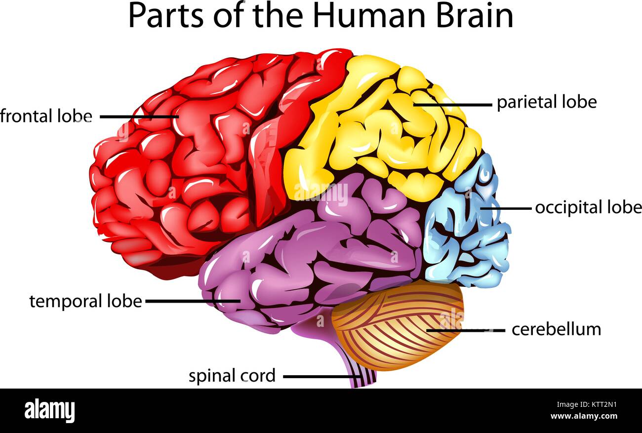 Illustration of parts of the brain Stock Vector Image & Art - Alamy