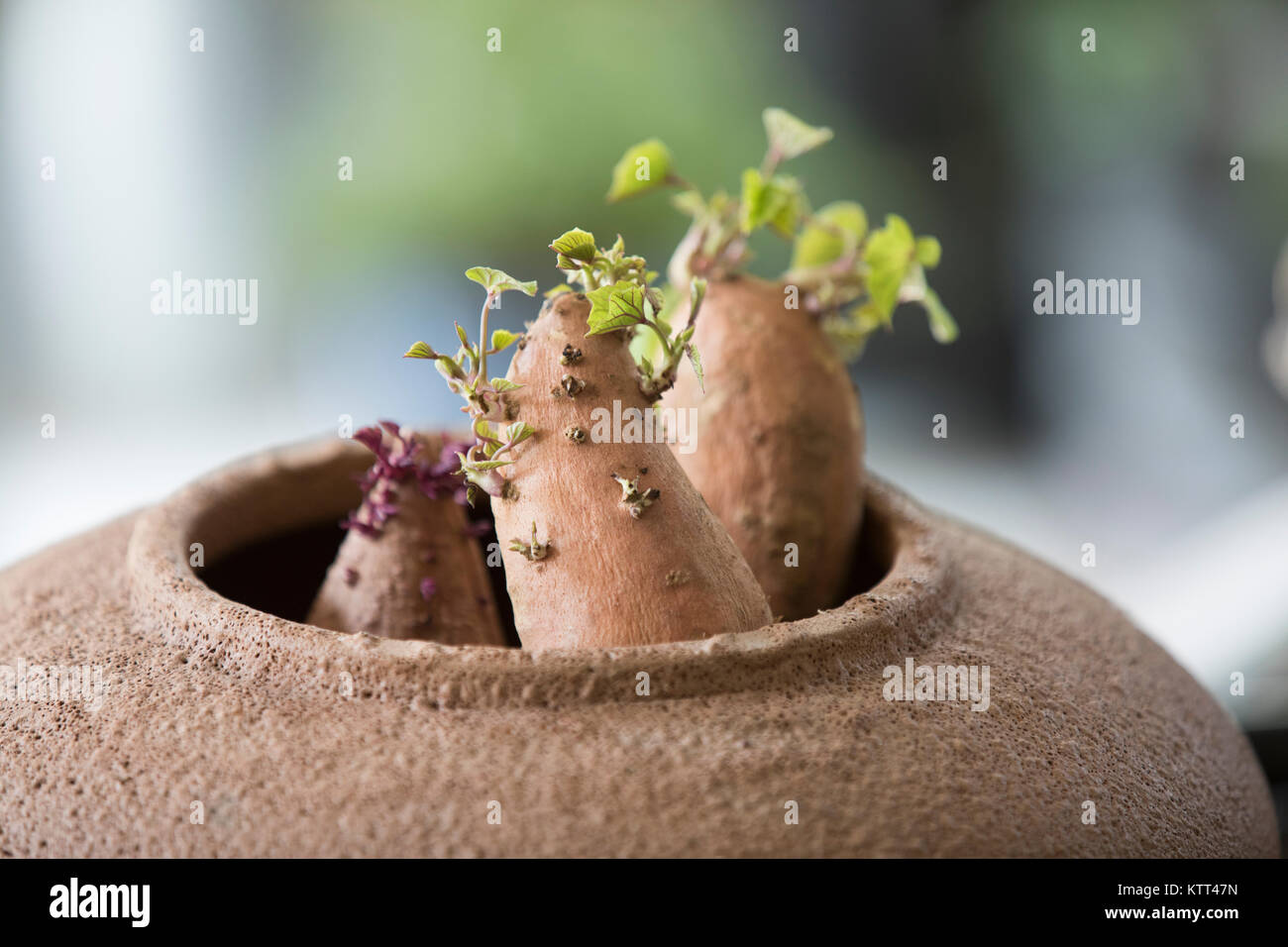 Sprouted sweet potatoes Stock Photo - Alamy