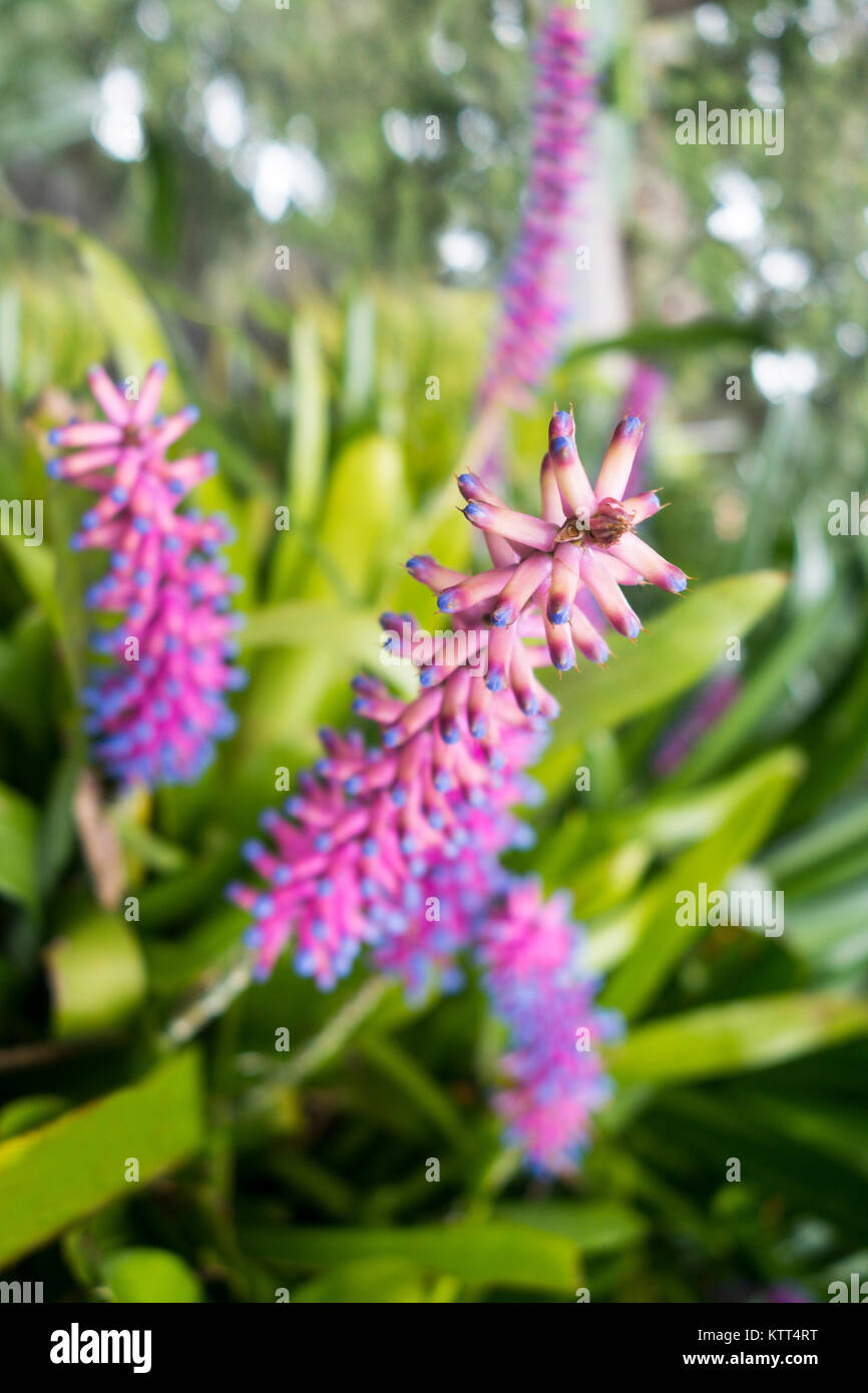 bromeliad, pink, flower vivid color Stock Photo - Alamy