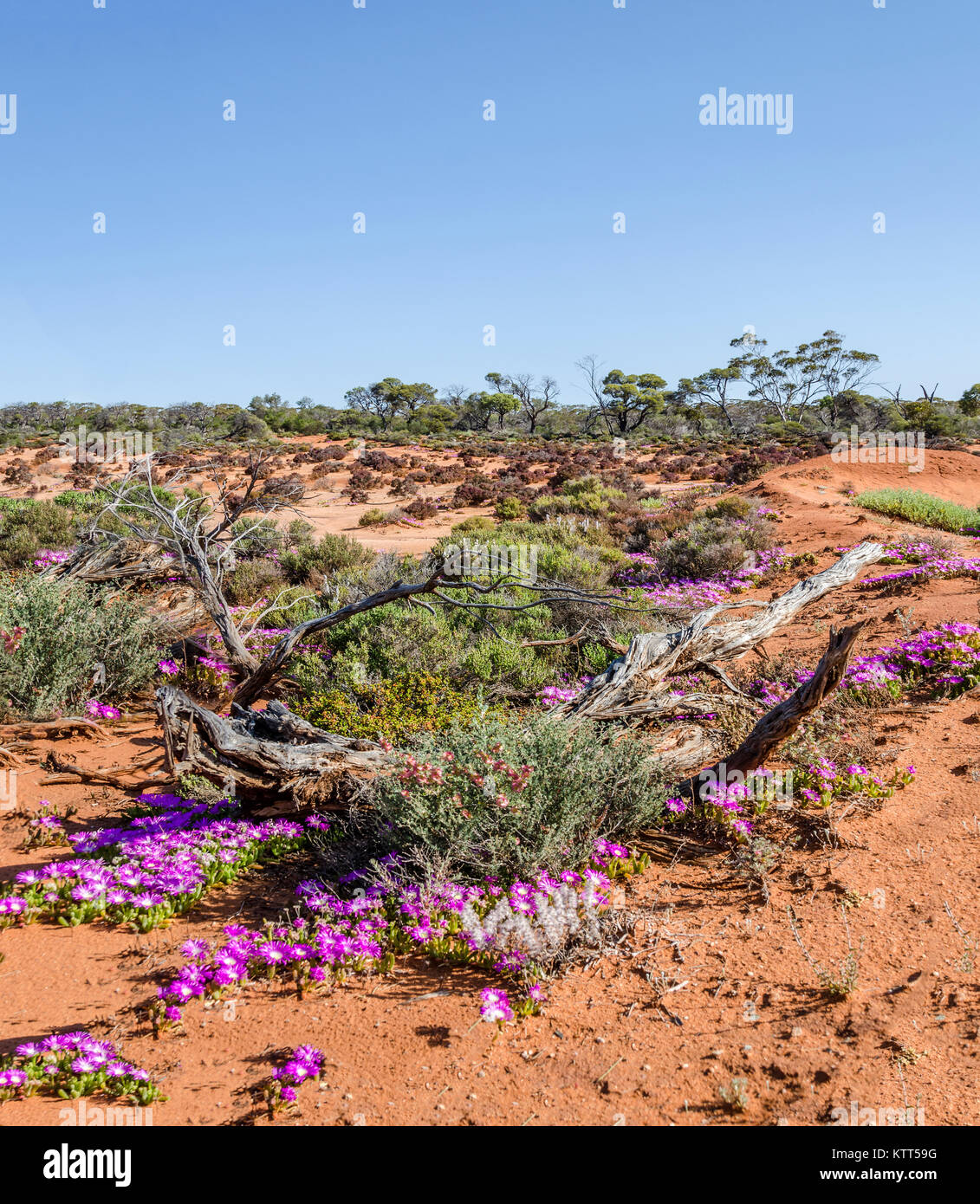 Desert landscape, Goldfields near Kalgoorlie, Western Australia ...