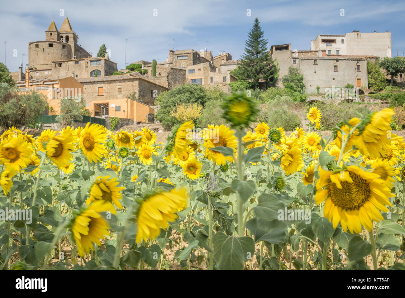 Sunflower field and medieval village, Catalonia, Spain Stock Photo - Alamy