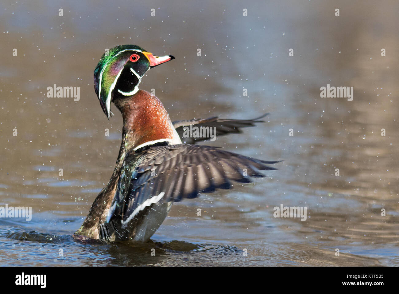 Animal rear hi-res stock photography and images - Alamy