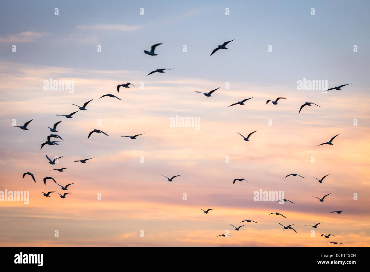 Group birds flying hi-res stock photography and images - Alamy