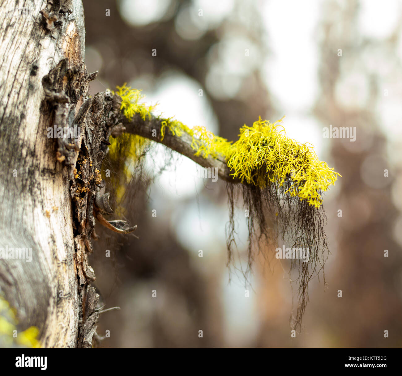 Wila (Bryoria fremontii) tree lichen growing on a larch tree, Cathedral ...