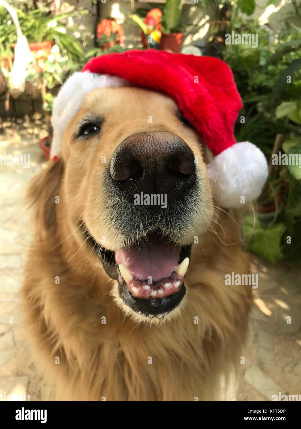 Golden santa hi-res stock photography and images - Alamy