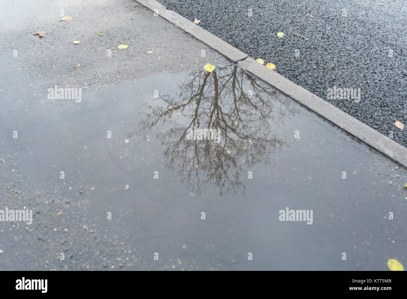 reflection of a tree in a puddle Stock Photo - Alamy