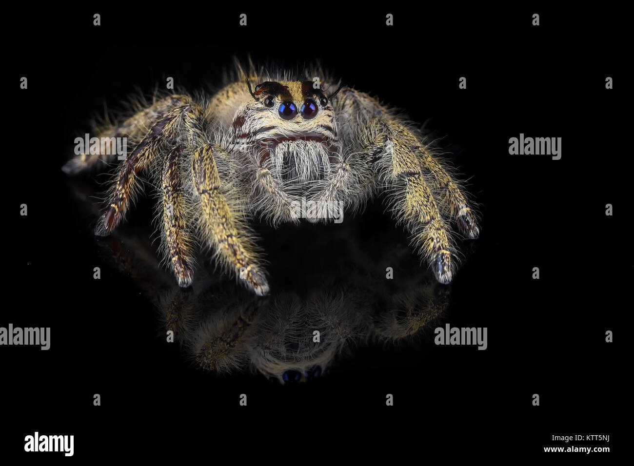 Portrait of a Jumping spider Stock Photo - Alamy