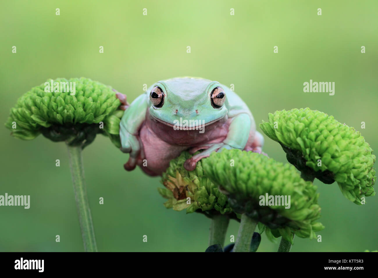 Dumpy tree frog on a flower Stock Photo - Alamy