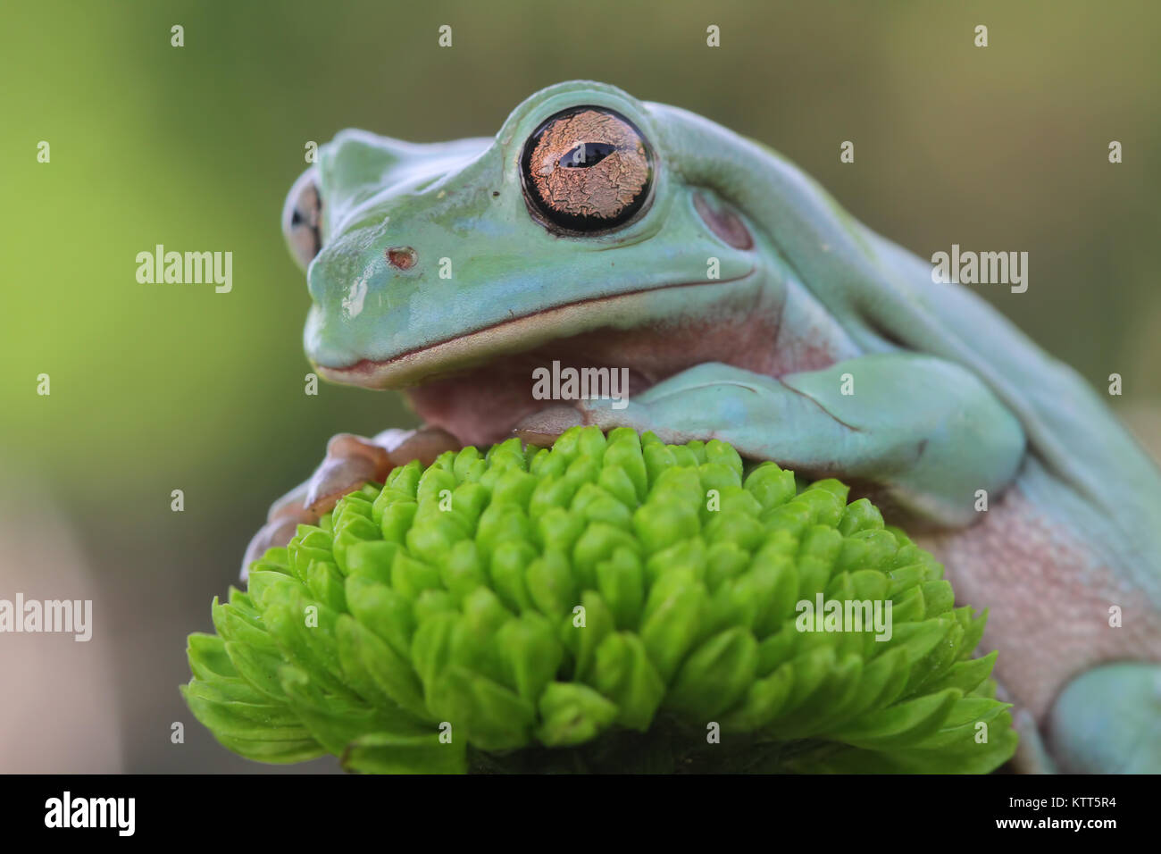 Close-up of a dumpy tree frog on a flower Stock Photo - Alamy