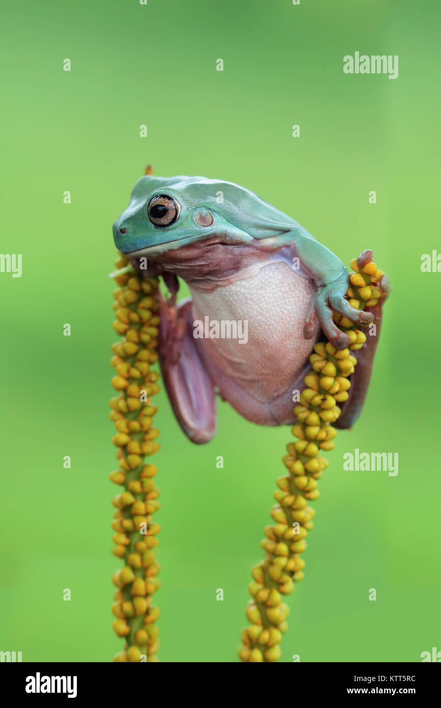 Dumpy tree frog balancing between two plants Stock Photo - Alamy