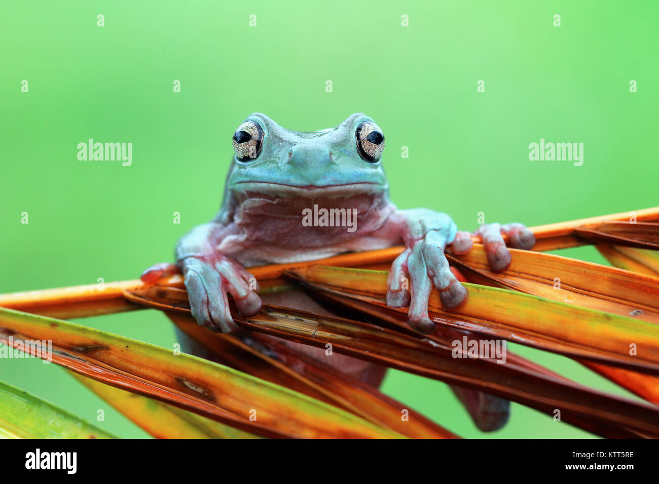 Dumpy tree frog on a leaf Stock Photo - Alamy