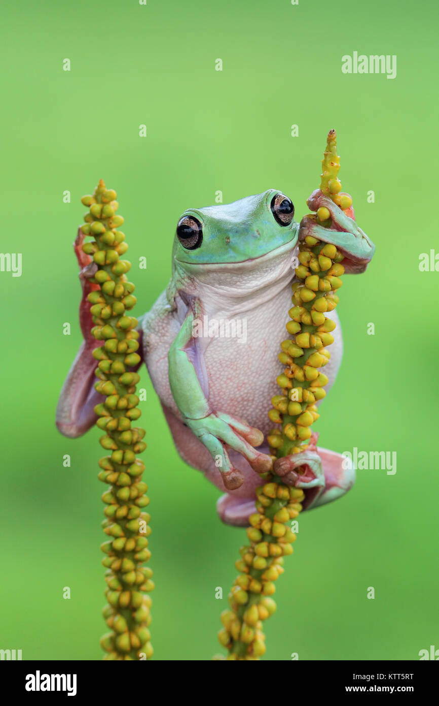 Dumpy tree frog balancing between two plants Stock Photo - Alamy