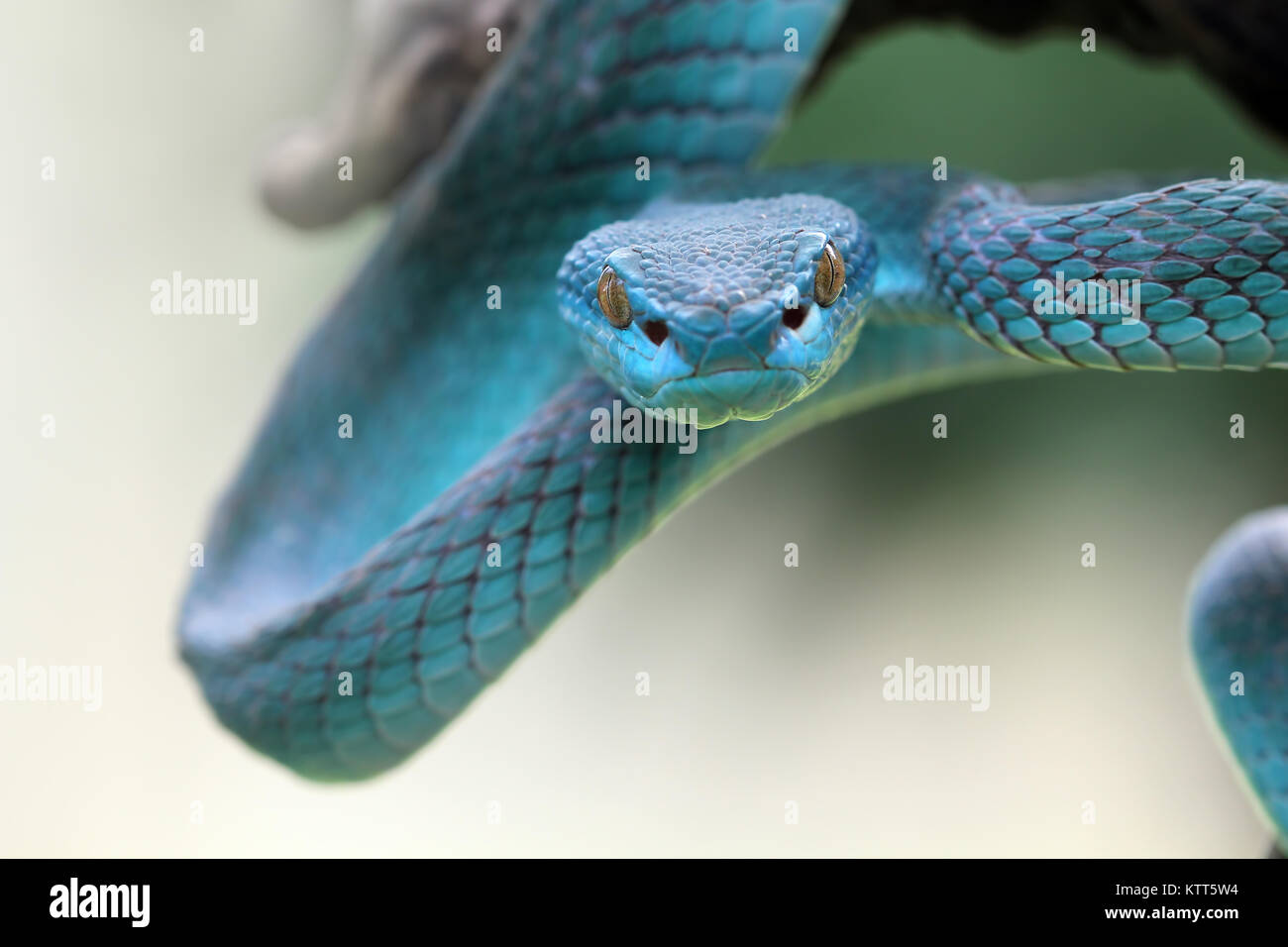 Blue viper snake hi-res stock photography and images - Alamy