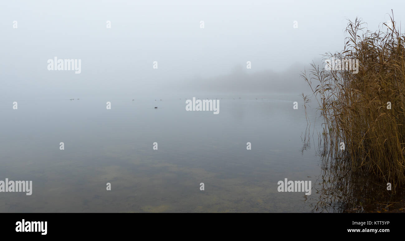 Reeds along riverbank, Enschede, Overijssel, Twente, Holland Stock ...