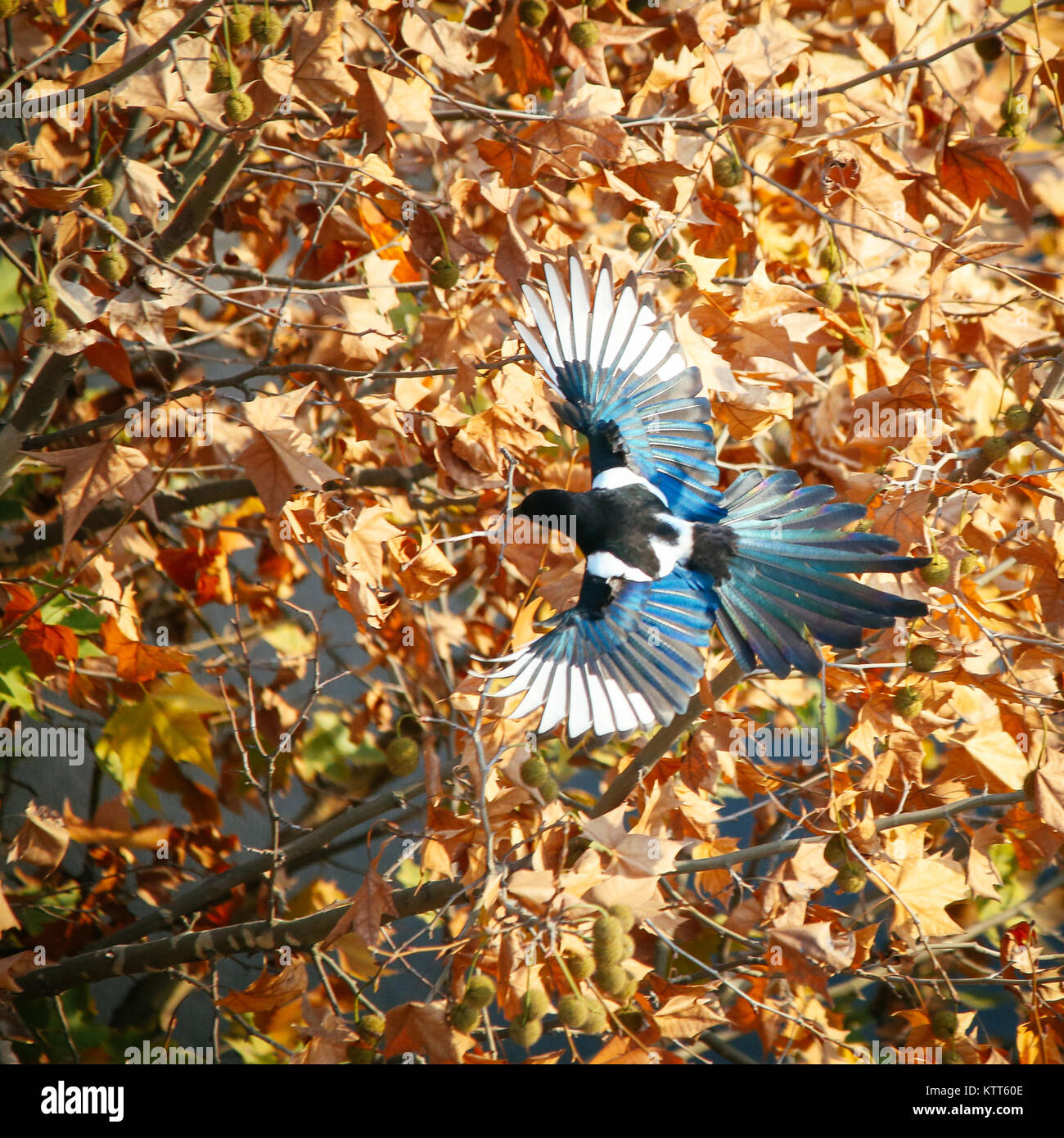 Magpie flying hi-res stock photography and images - Alamy