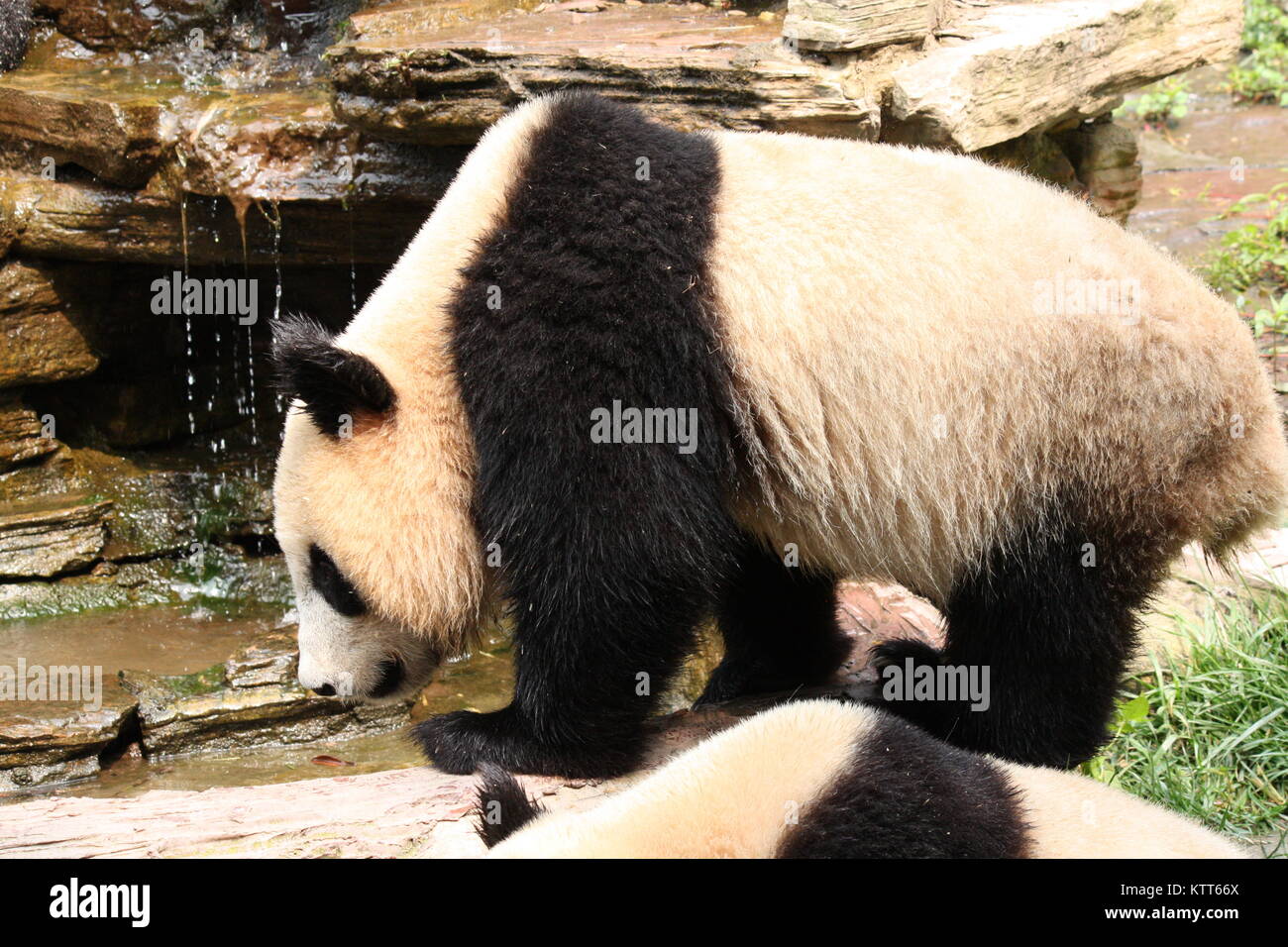 A young panda bear Stock Photo - Alamy