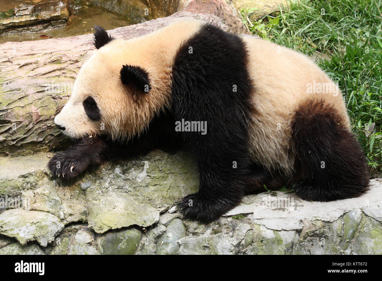 A young panda bear Stock Photo - Alamy