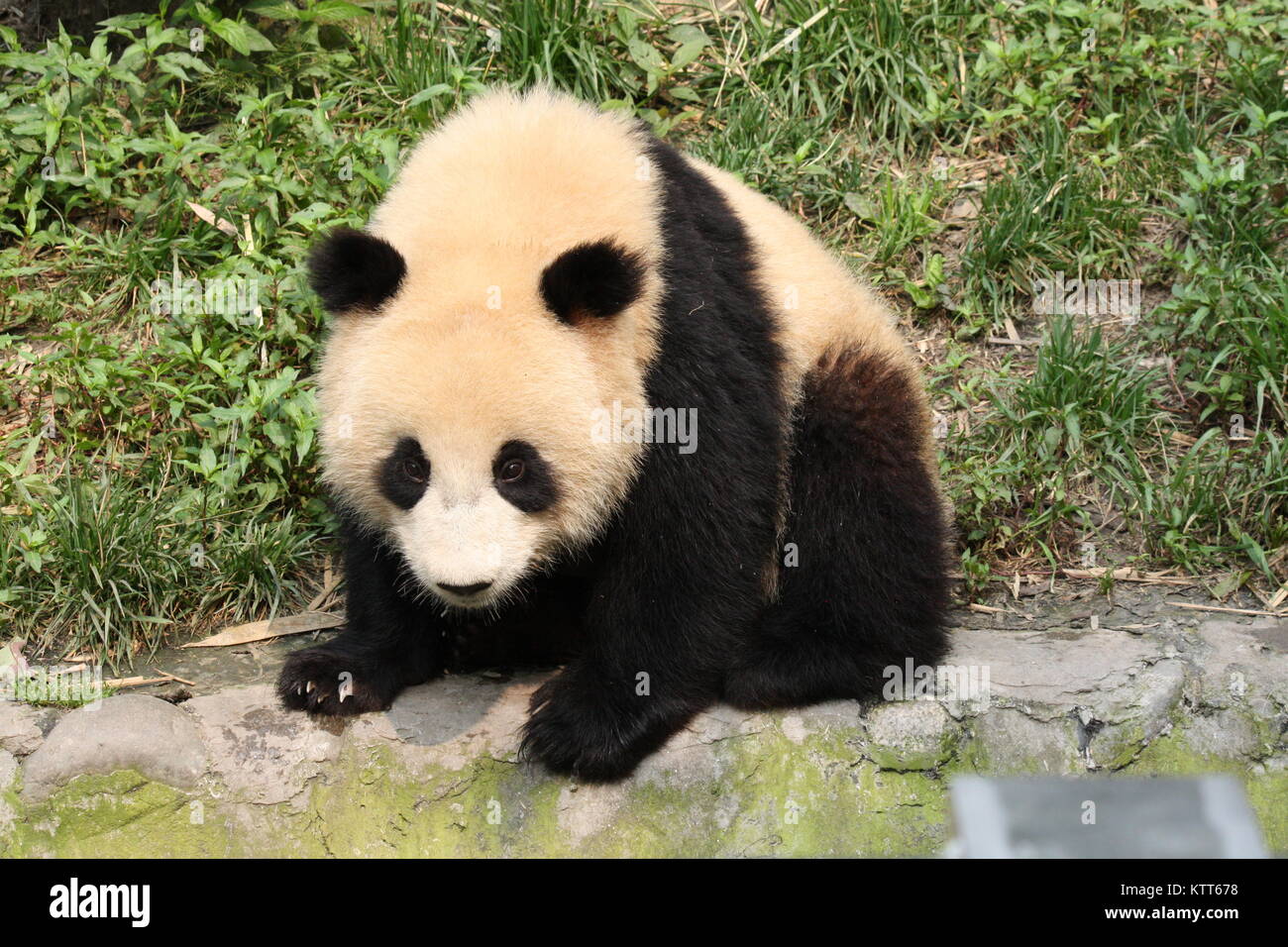 A young panda bear Stock Photo - Alamy