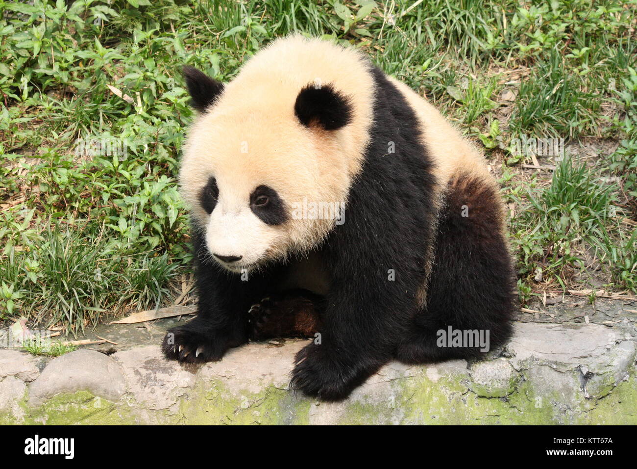 A young panda bear Stock Photo - Alamy