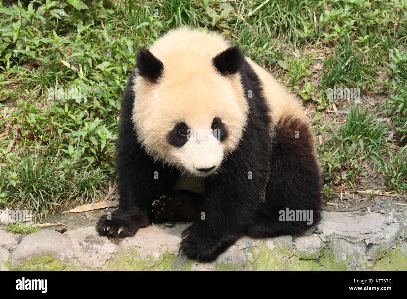 A young panda bear Stock Photo - Alamy