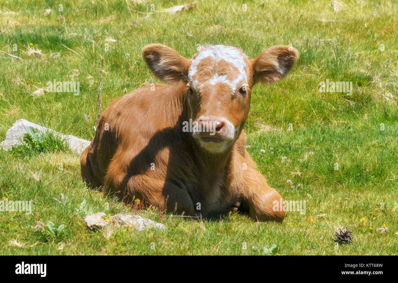 Calf wallpaper hi-res stock photography and images - Alamy