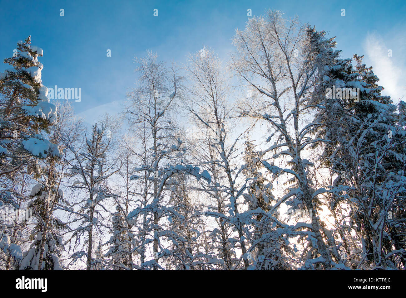 Winter forest. A lot of snow. Blue sky and treetops in the sunlight ...