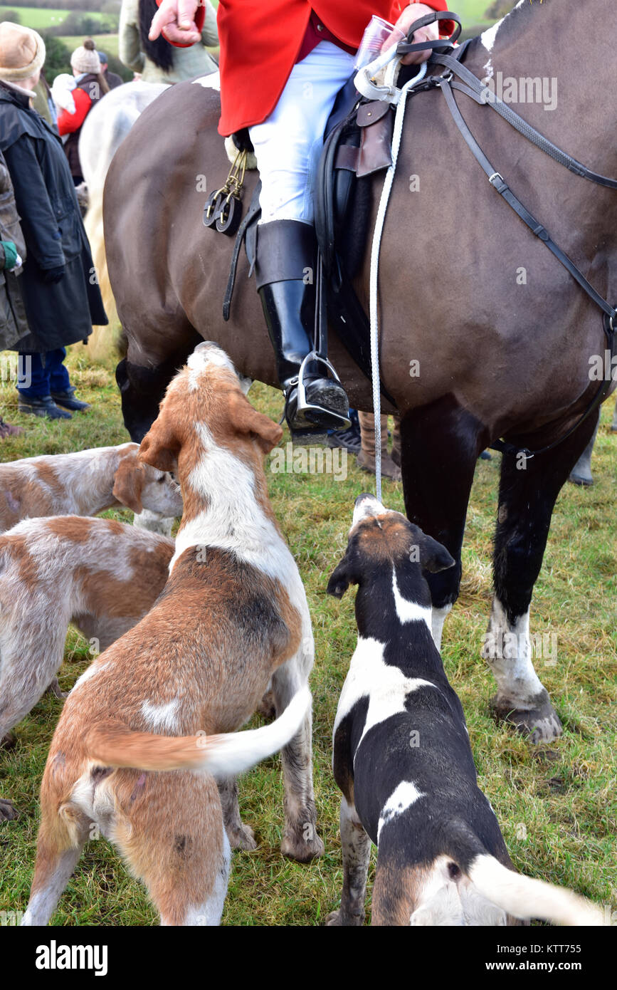 foxhounds looking up at a huntsman in a red jacket on a fox hunting ...