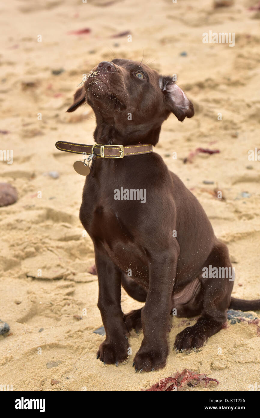 a labradinger or springador puppy dog sitting during training and ...