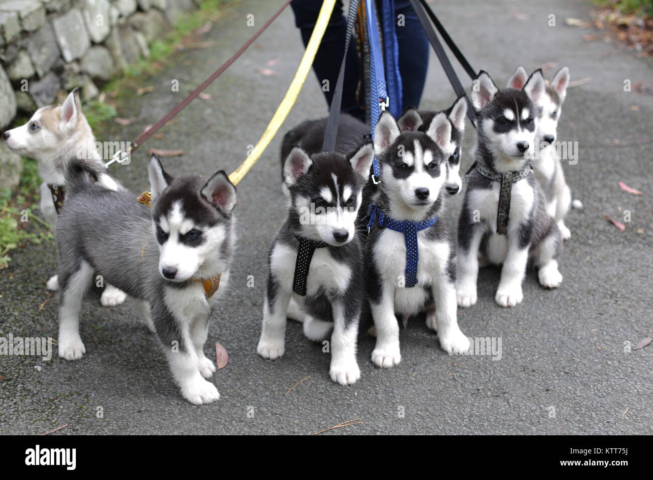 Siberian Husky Pups on a lead Stock Photo - Alamy