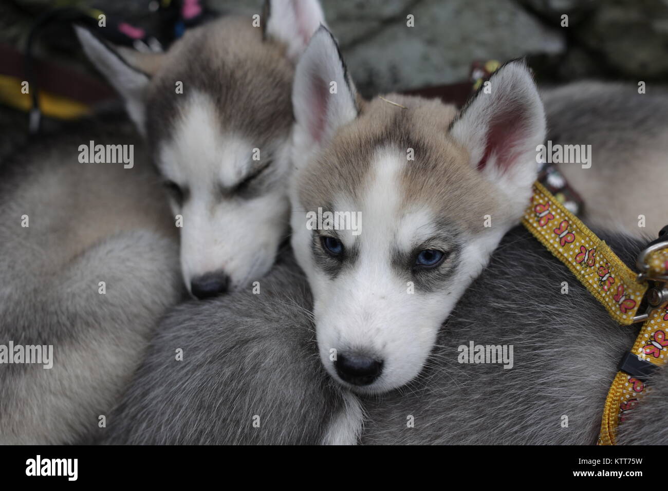 Siberian Husky Pups Cuddling Stock Photo - Alamy