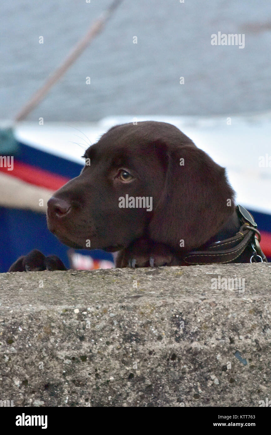 a labradinger or springador springer spaniel and Labrador cross bred ...
