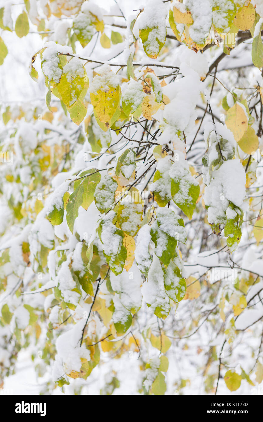 Autumn leaves covered in snow Stock Photo - Alamy
