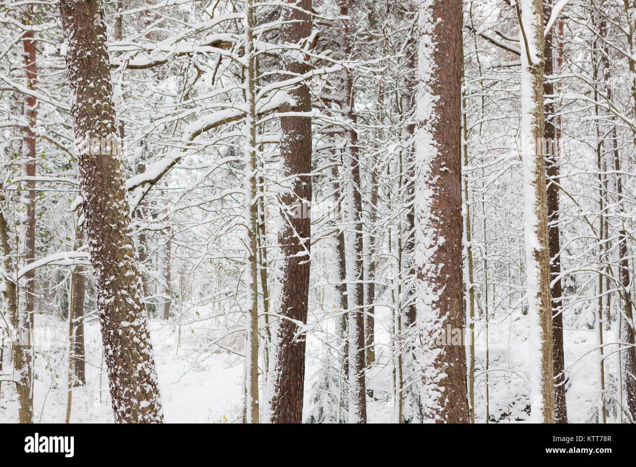 Snowfall tree hi-res stock photography and images - Alamy
