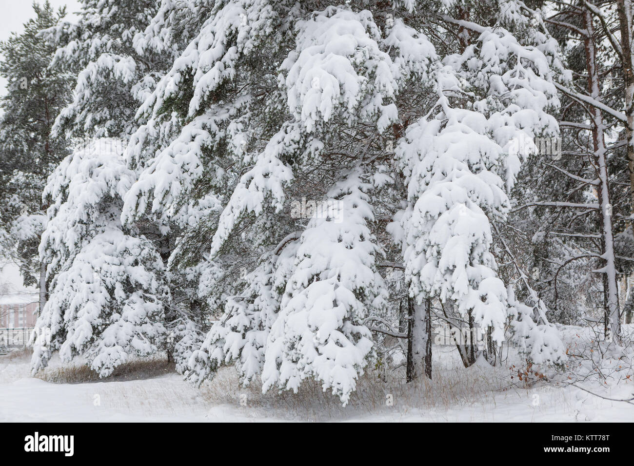 Snowfall tree hi-res stock photography and images - Alamy