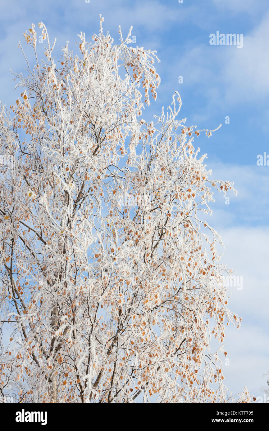 Frost covered birch tree hi-res stock photography and images - Alamy