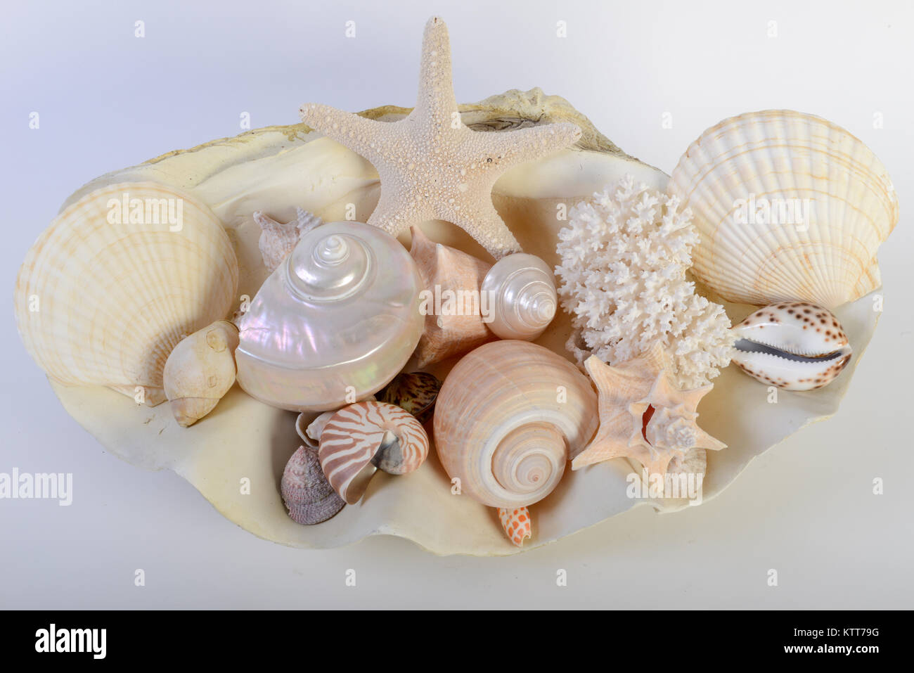Different sea shells on white background Stock Photo - Alamy