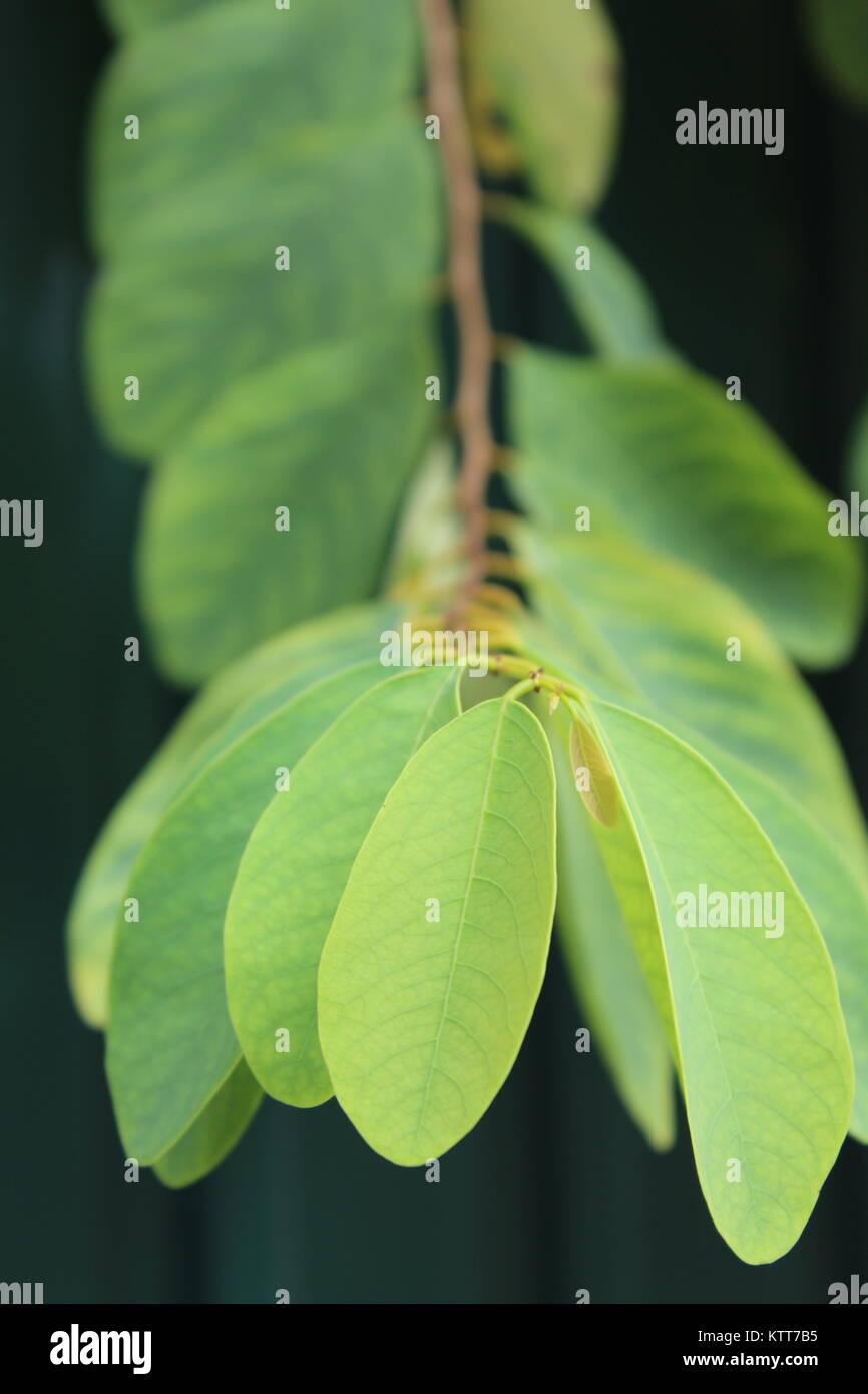 Leaves in Spring Stock Photo - Alamy