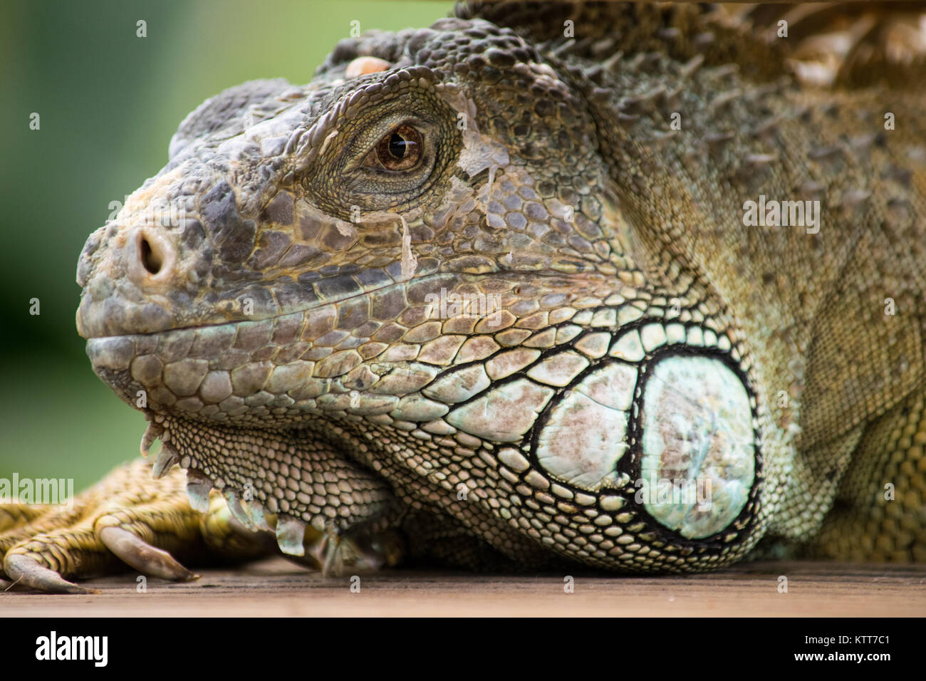 a beautiful portrait of a iguana taking a break Stock Photo - Alamy