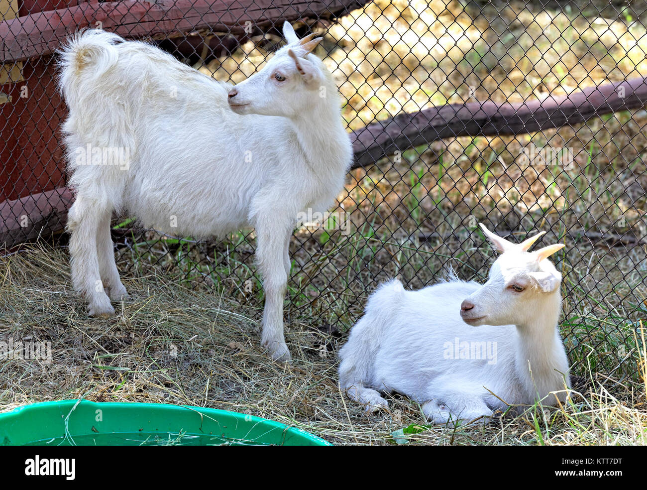Two white goats grazing in a paddock on the farm Stock Photo - Alamy