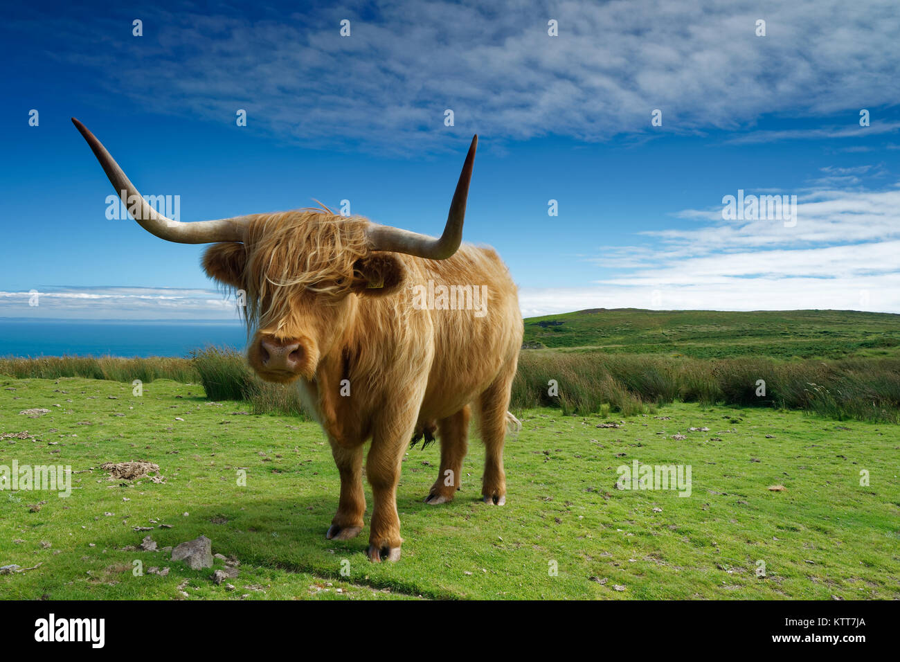 North devon cattle on grass hi-res stock photography and images - Alamy