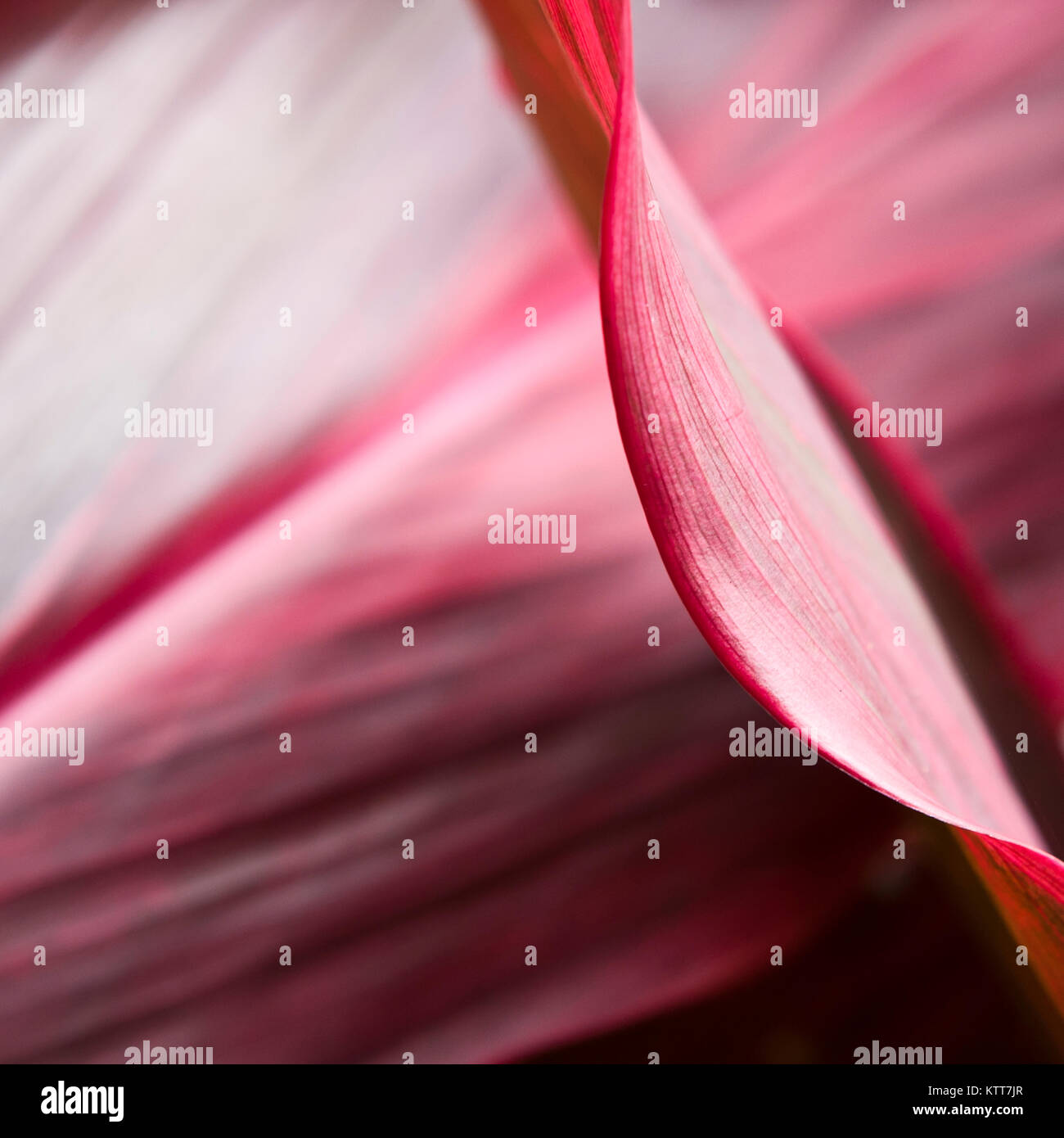 Red leaf with small depth of field art image Stock Photo - Alamy