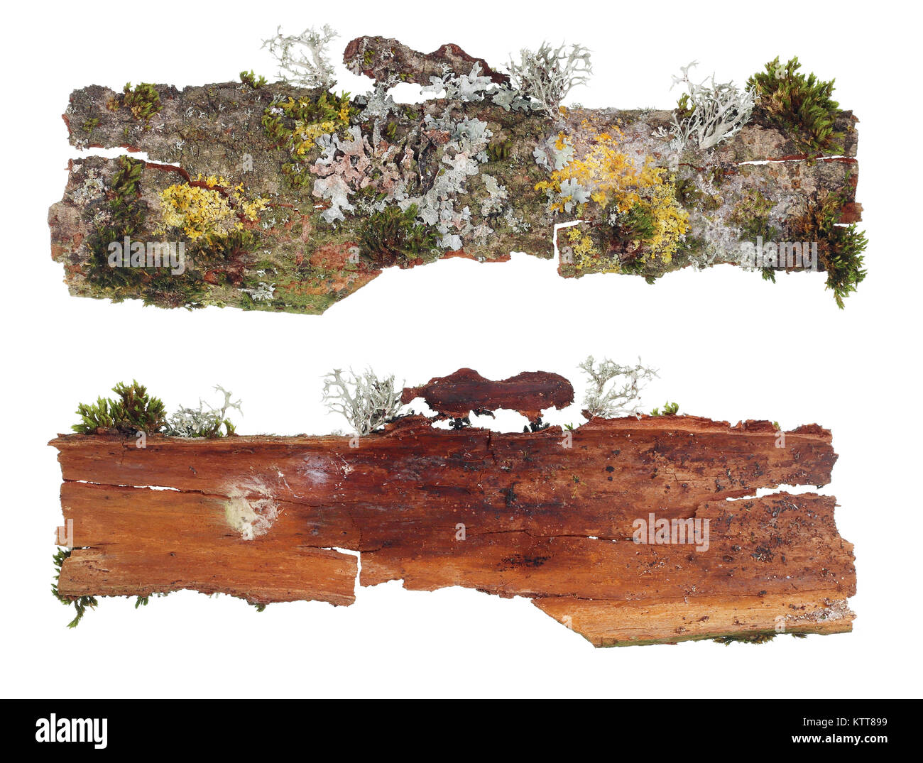 The top and bottom view of a fragment of aspen bark with a colony of ...