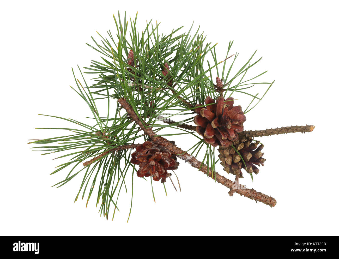 Winter pine real twigs with cones and green needles. Isolated on white ...