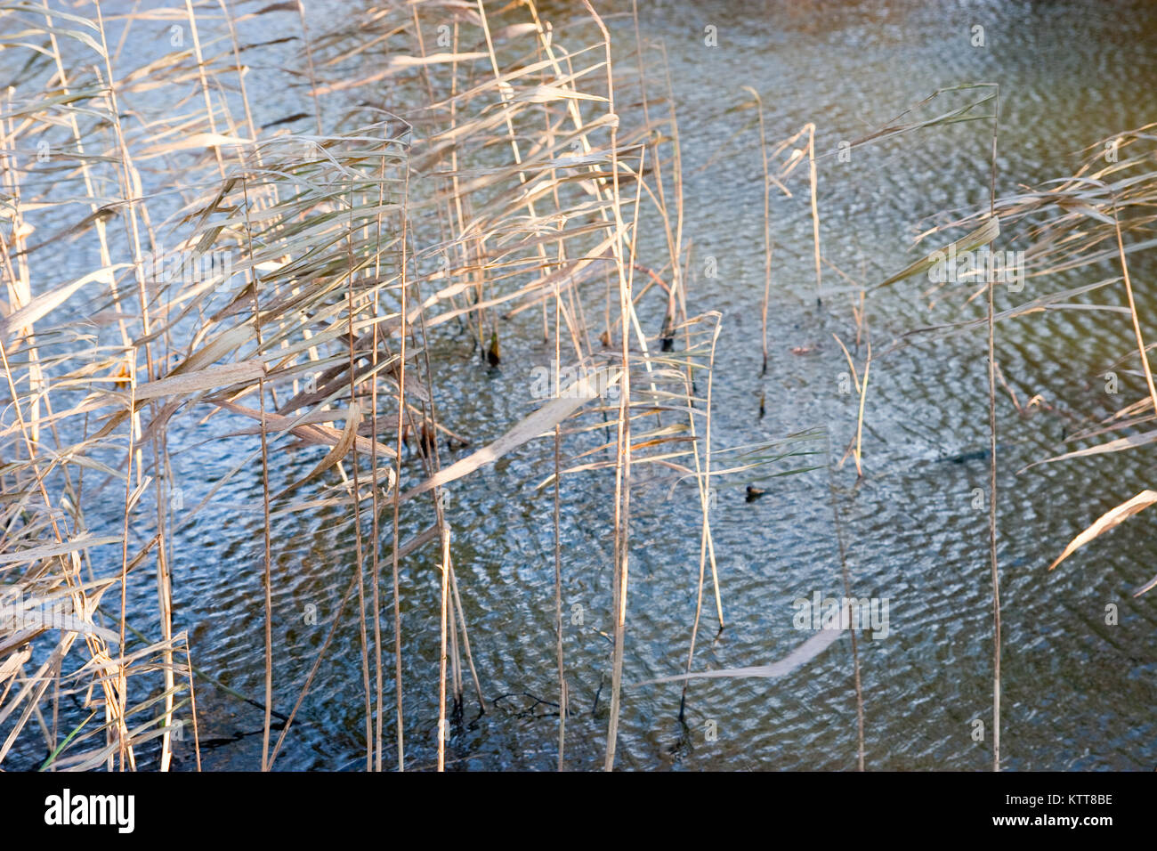 Reeds being blown by the wind in winter Stock Photo - Alamy