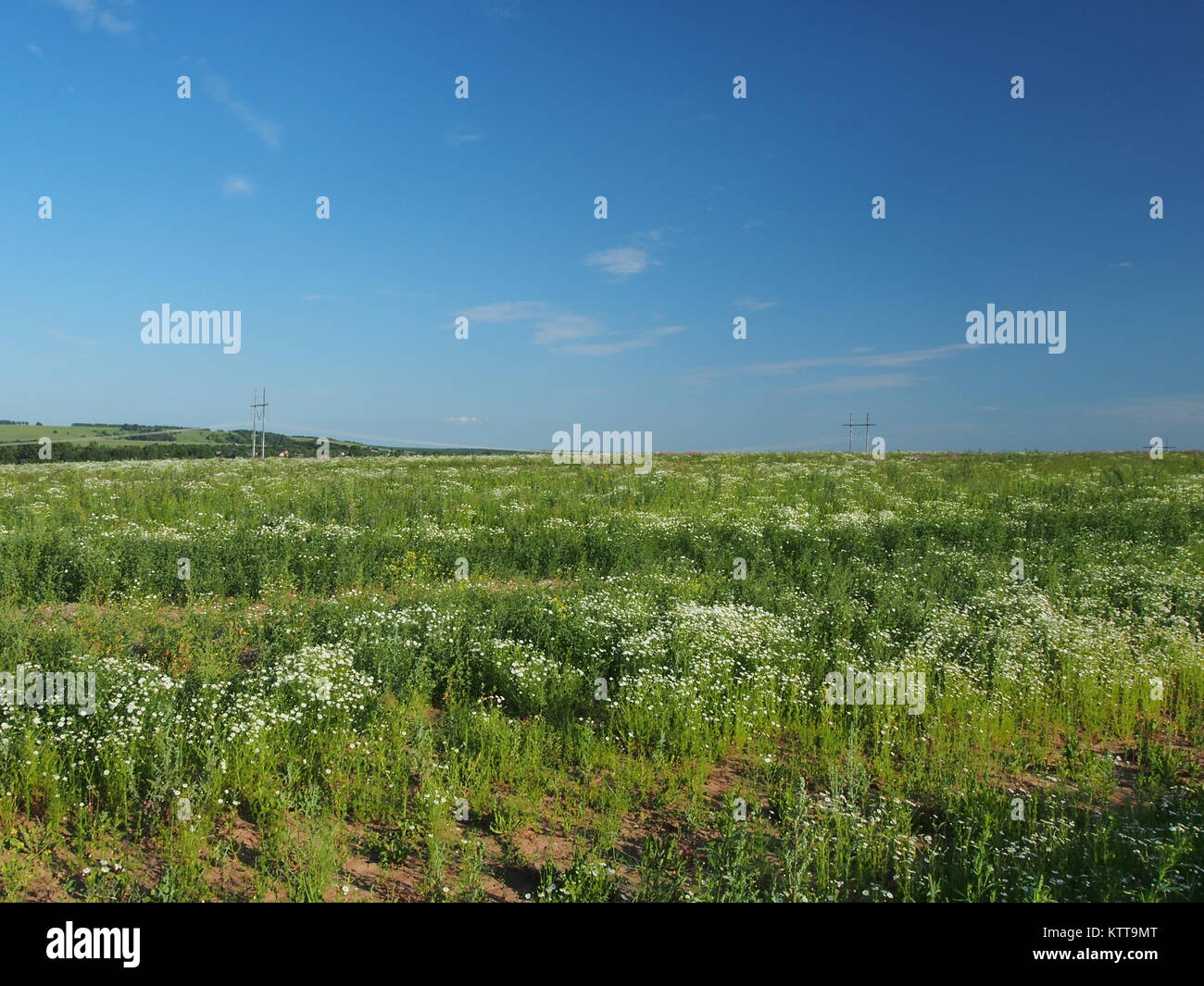 Rural summer landscape of Central Russia. Wide field with patches of ...